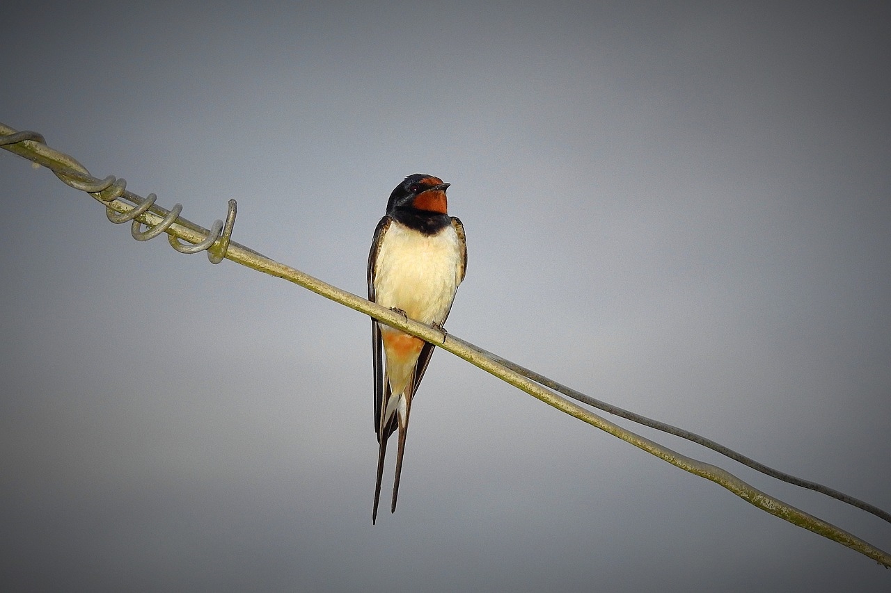 Tatuaż jaskółki - symbolika i znaczenie